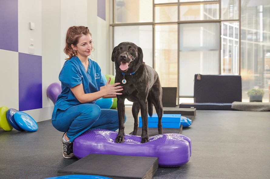 Physiotherapy at Battersea | Battersea Dogs & Cats Home